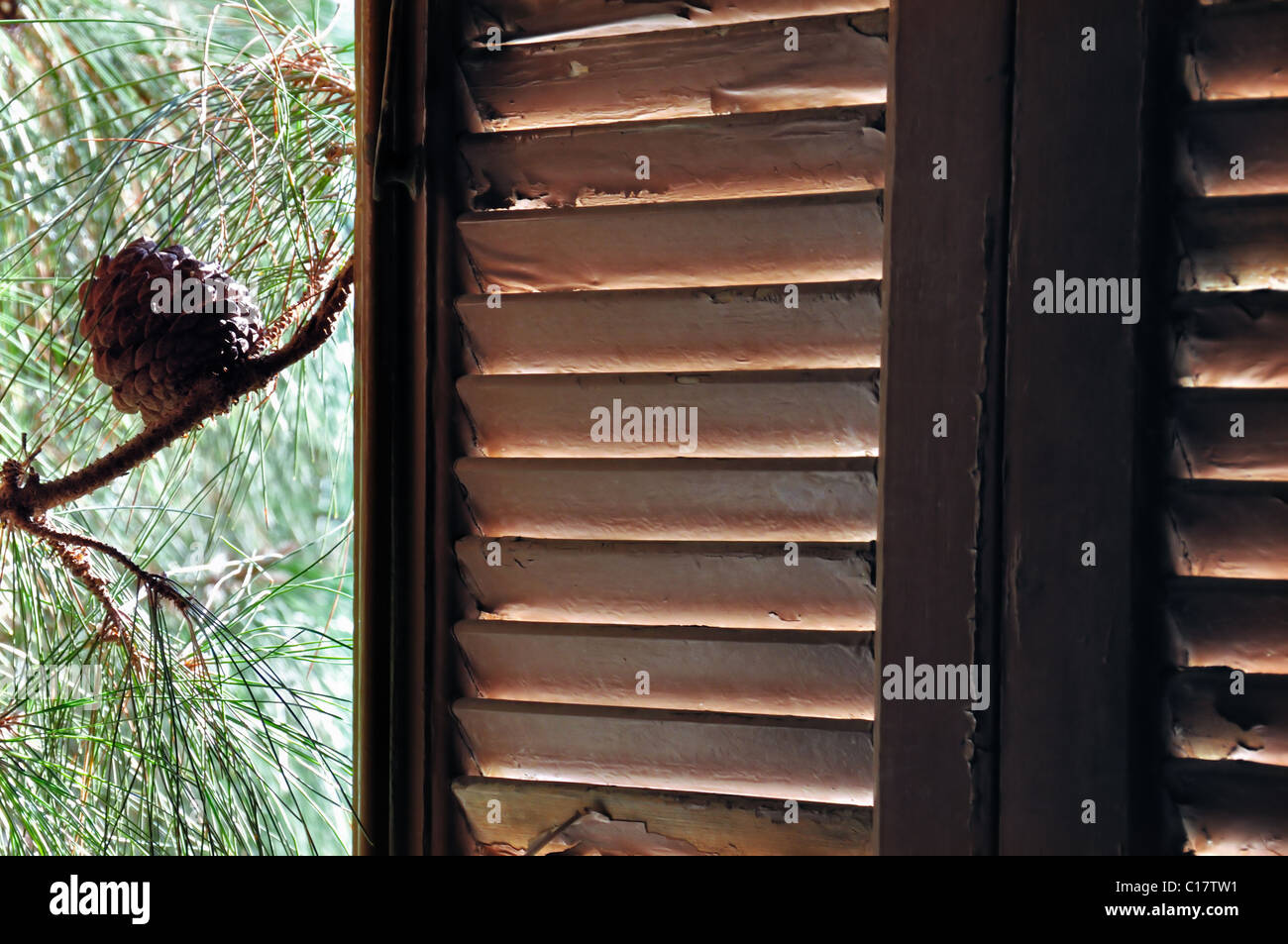 Wooden window shutter and pine tree branches Stock Photo - Alamy