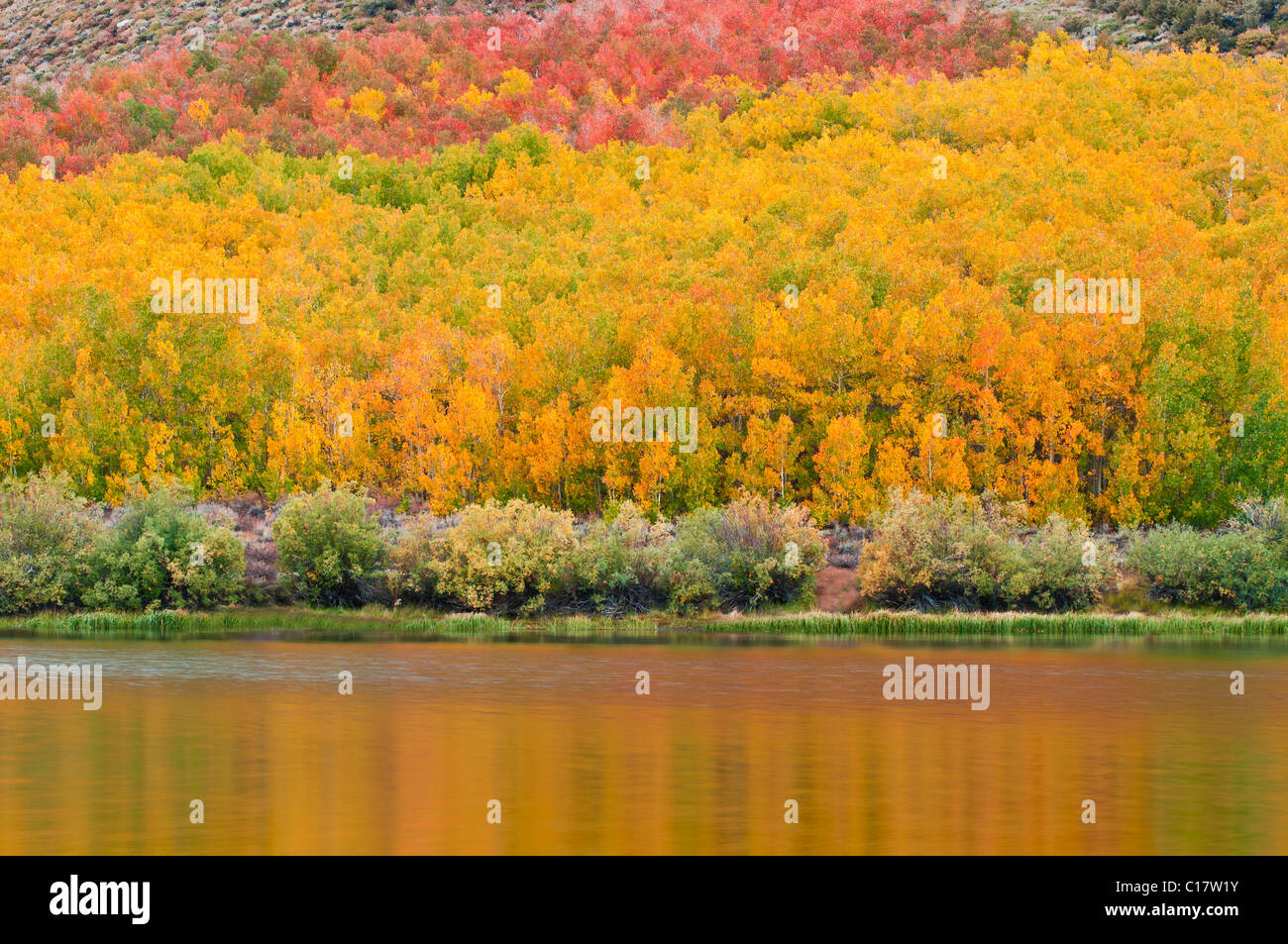 Fall color at North Lake, Inyo National Forest, Sierra Nevada Mountains ...