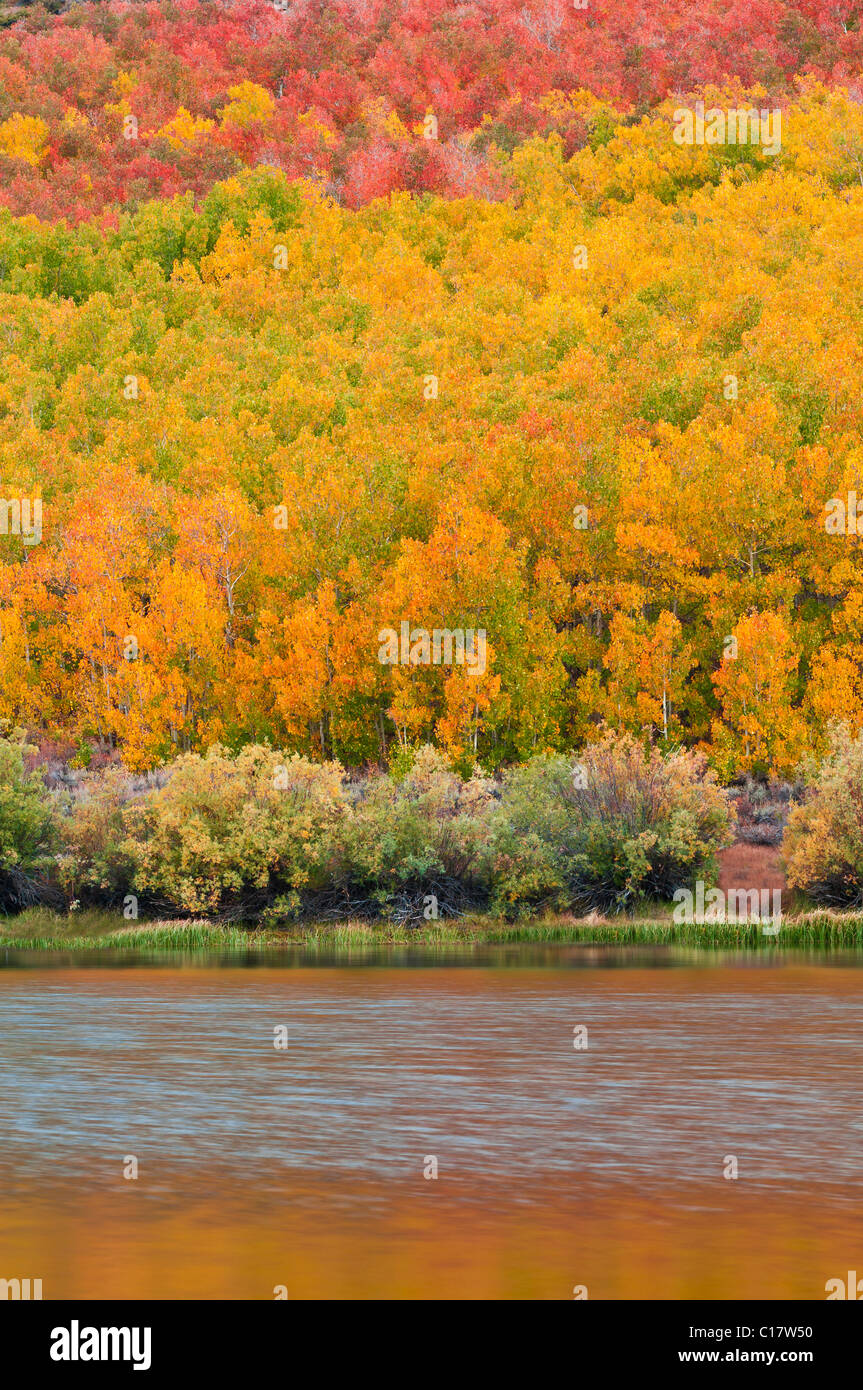 Fall color at North Lake, Inyo National Forest, Sierra Nevada Mountains ...