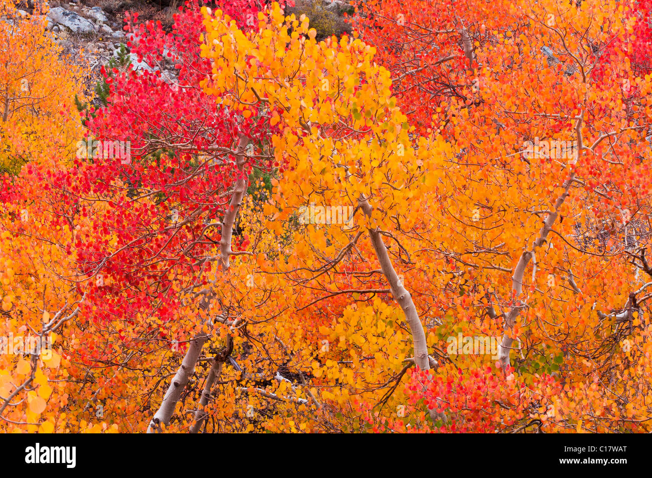 Fall color at North Lake, Inyo National Forest, Sierra Nevada Mountains ...