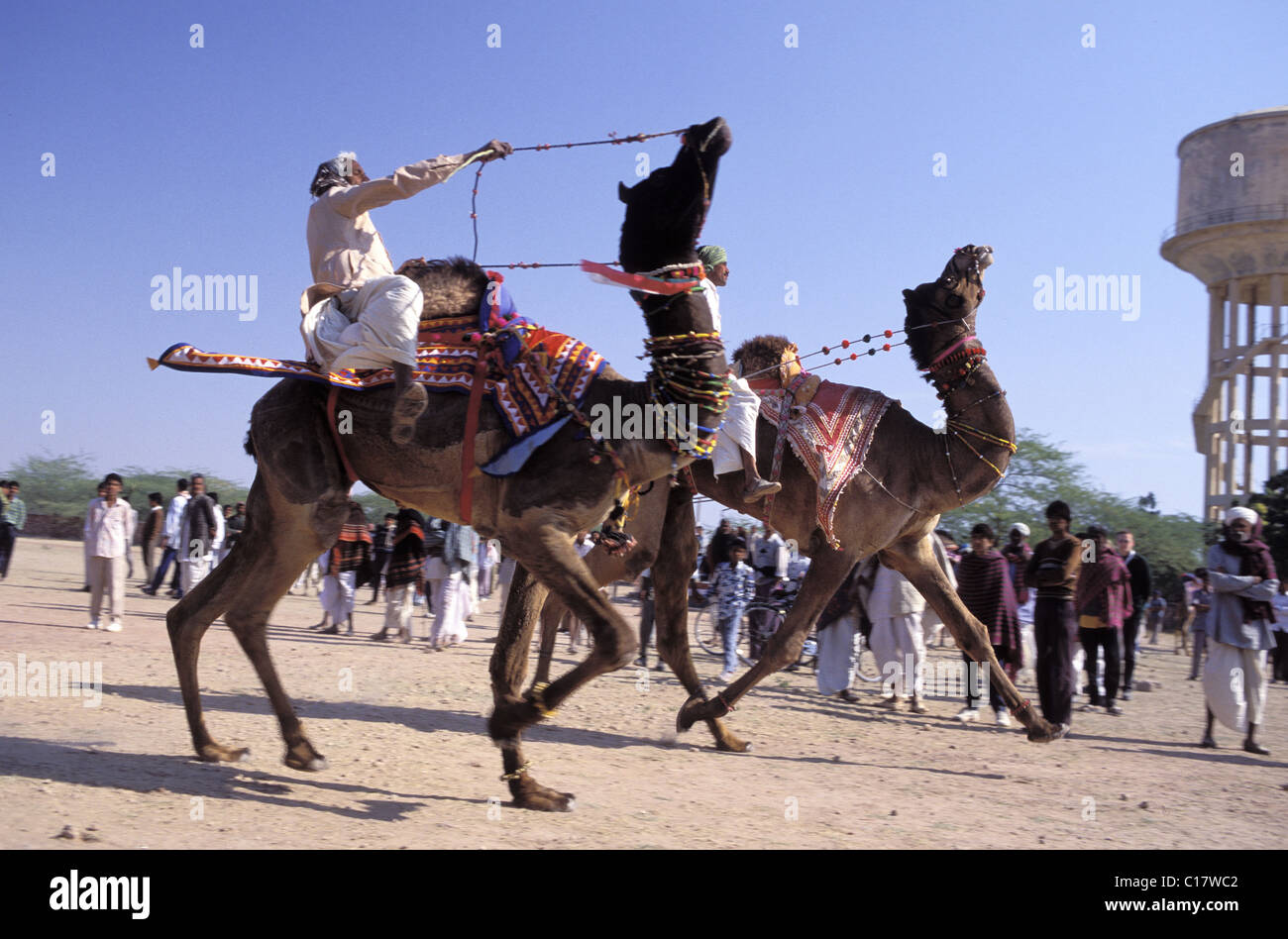 Annual camel hi-res stock photography and images - Alamy