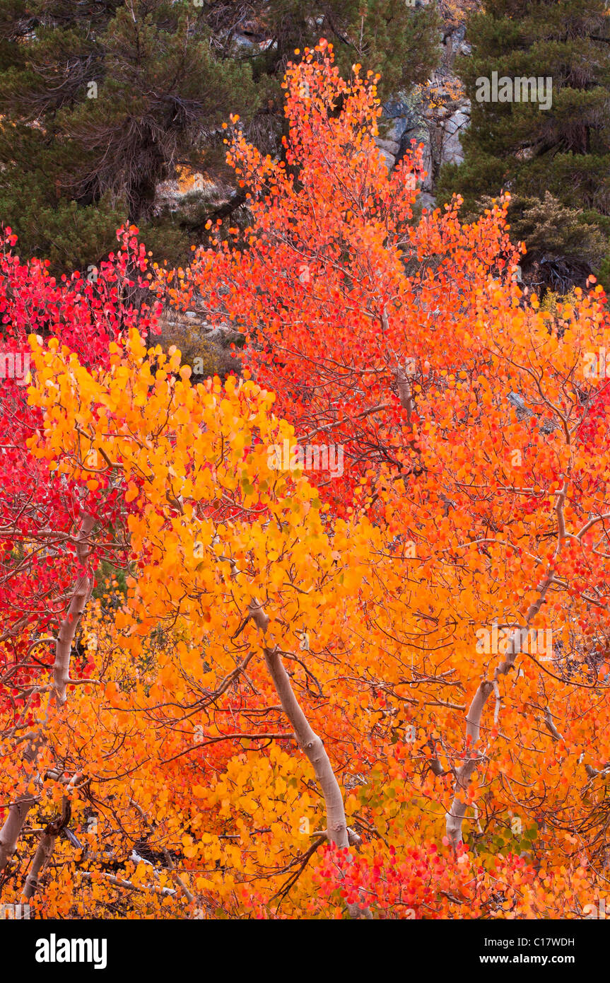 Fall color at North Lake, Inyo National Forest, Sierra Nevada Mountains ...