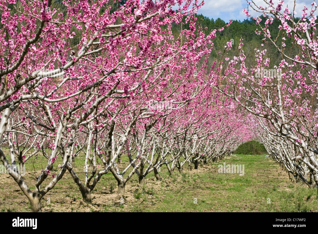 Almond trees (Prunus dulcis) in bloom, Provence, Southern France ...