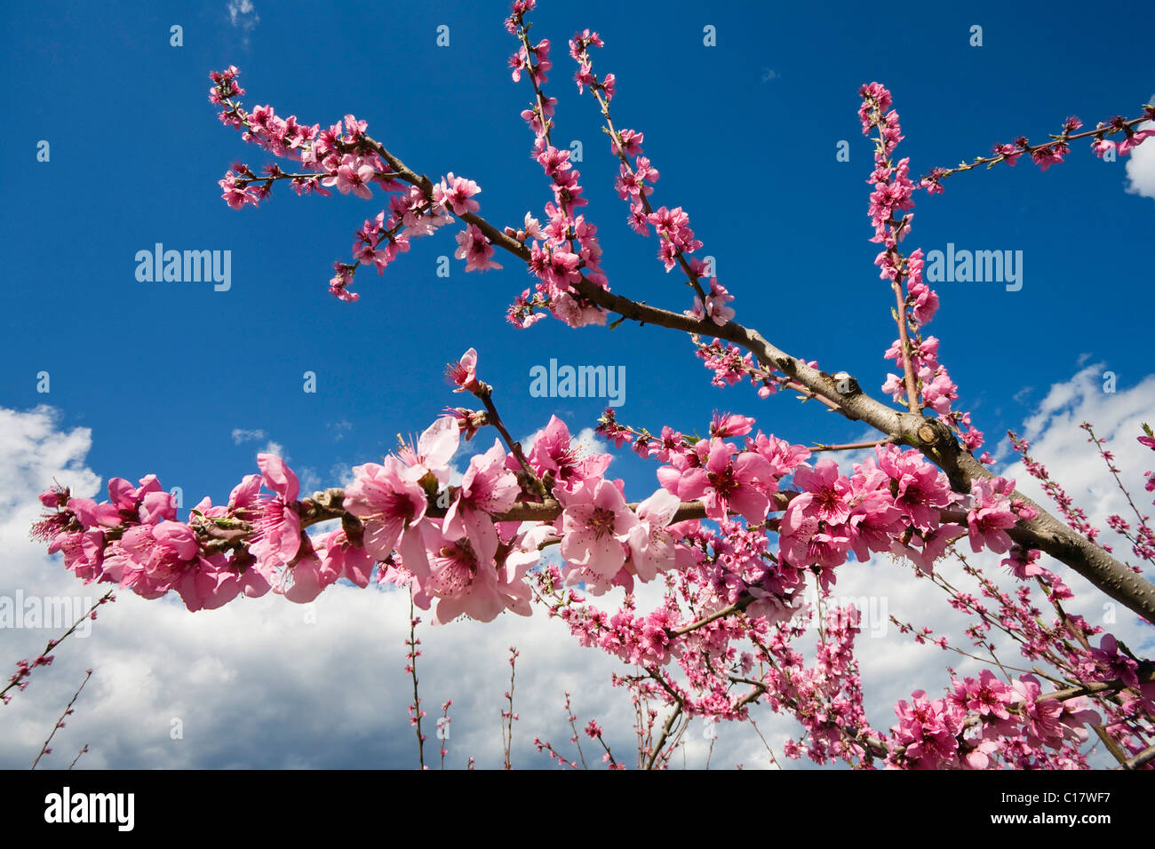 Almond tree (Prunus dulcis) blossoms, Provence, Southern France, Europe ...