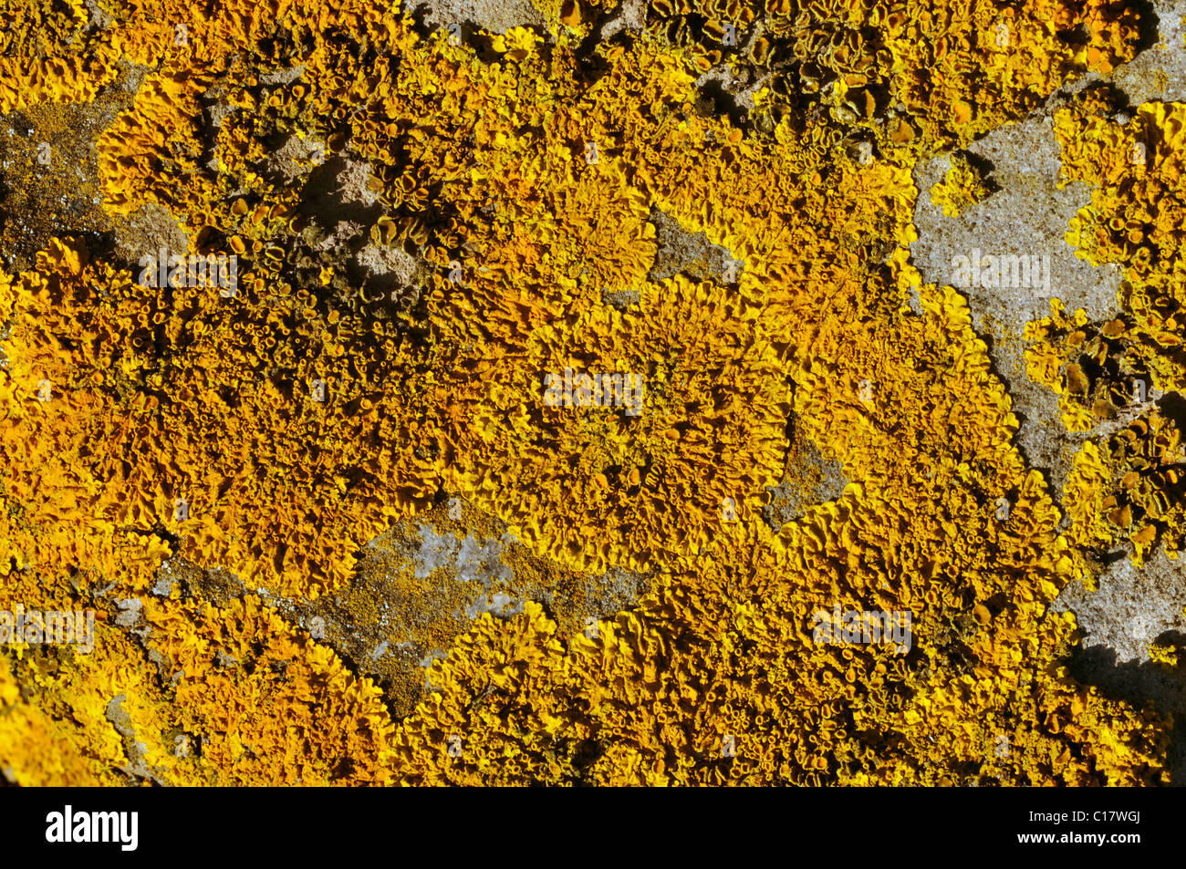 Yellow Scales Lichen on rock - Xanthoria parietina Stock Photo - Alamy