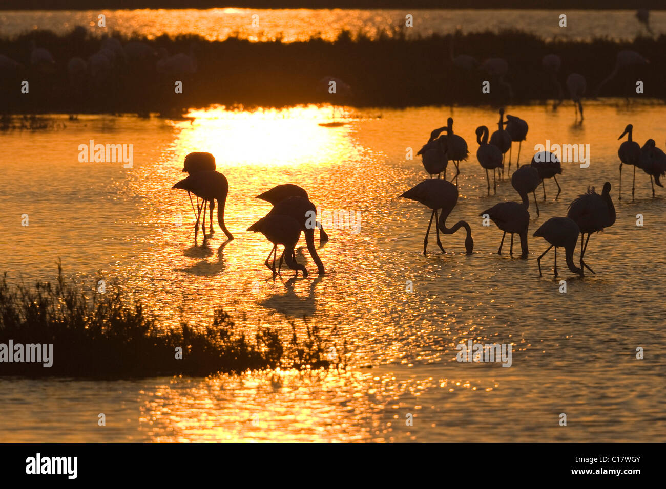 Sunrise sky in camargue southern hi-res stock photography and images ...