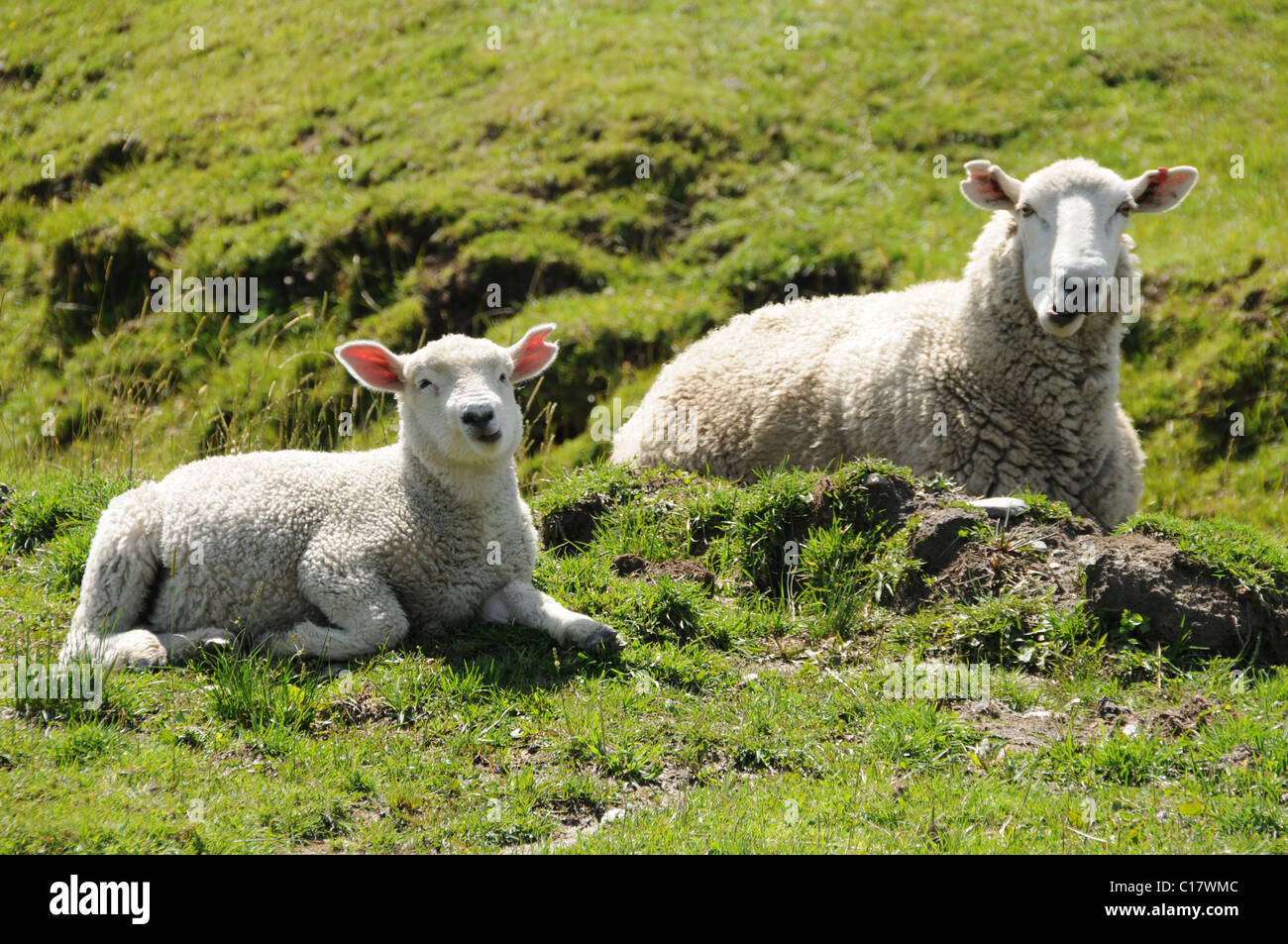Meat farm sheep new zealand hi-res stock photography and images - Alamy