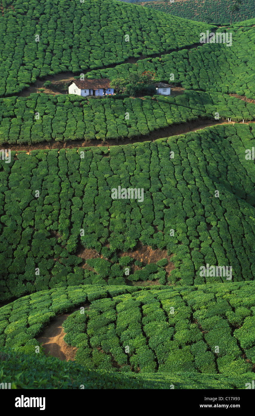 India, Kerala state, the tea plantations in Munnar Stock Photo - Alamy