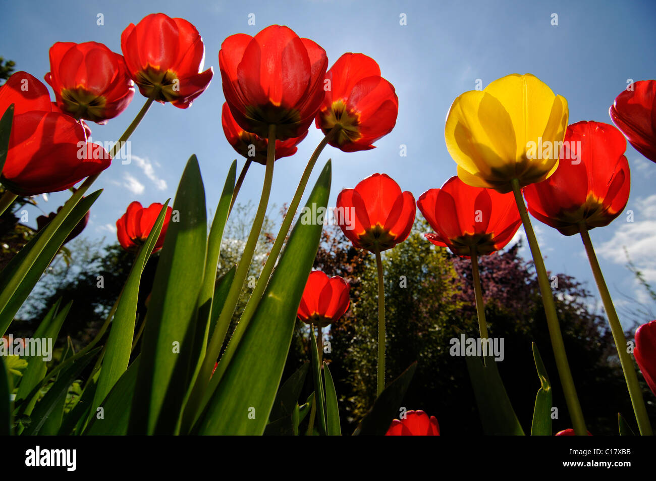 Worms eye view yellow flowers hi-res stock photography and images - Alamy