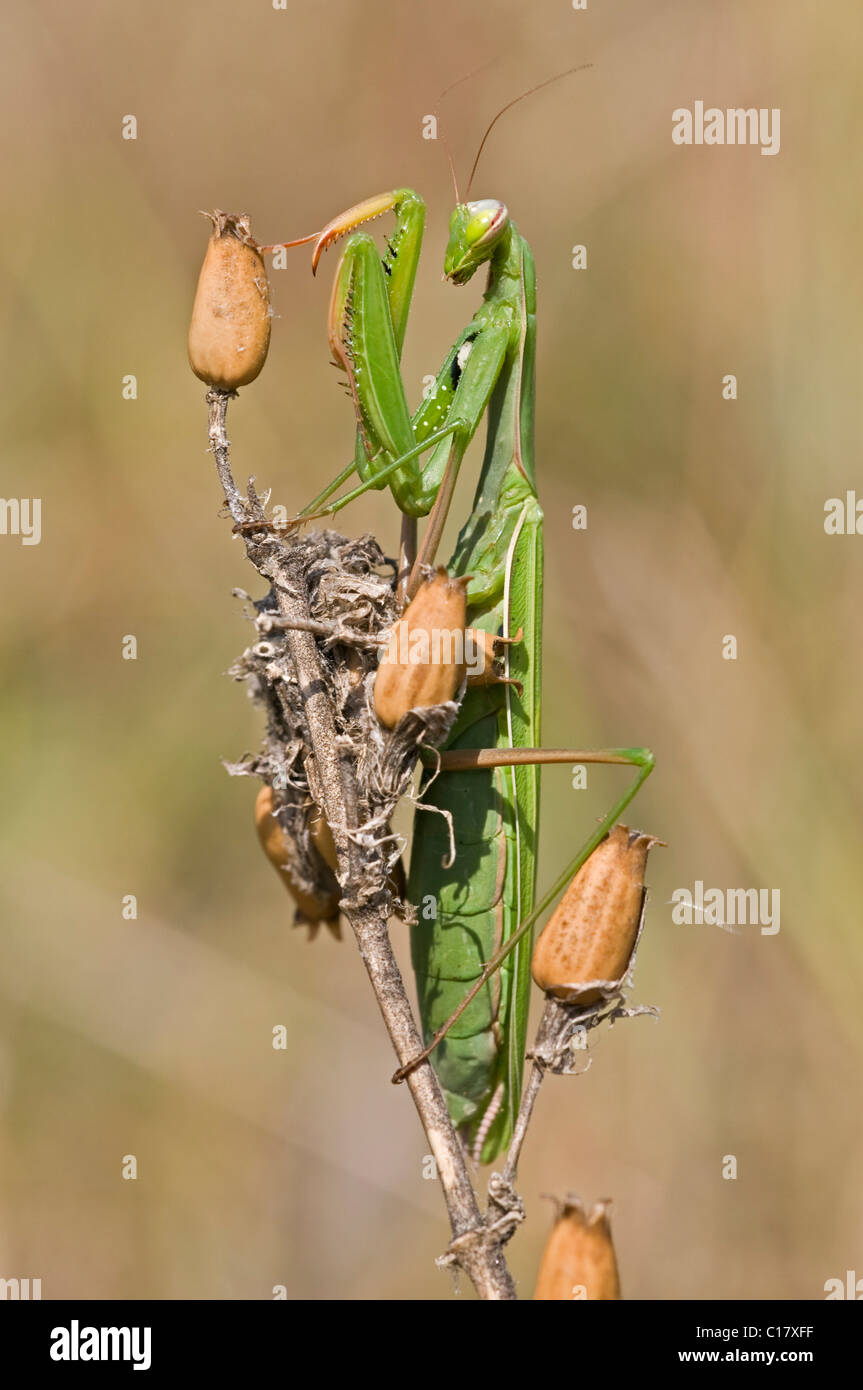 Praying mantis (Mantis religiosa Stock Photo - Alamy