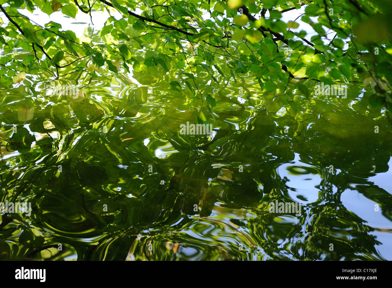 Under a tree at a lake, green reflection Stock Photo - Alamy