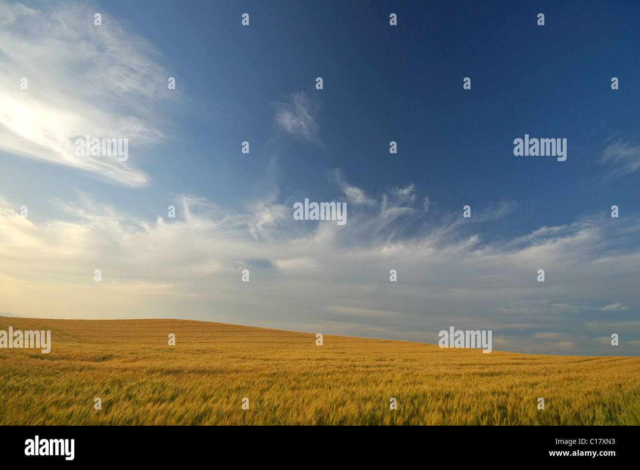 afternoon field in a farming area Stock Photo - Alamy