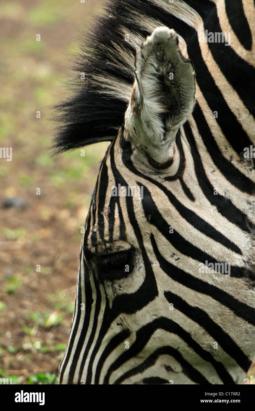 Zebra near arusha tanzania hi-res stock photography and images - Alamy