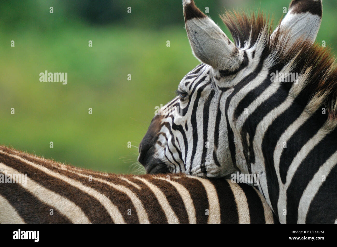 My zebra hi-res stock photography and images - Alamy