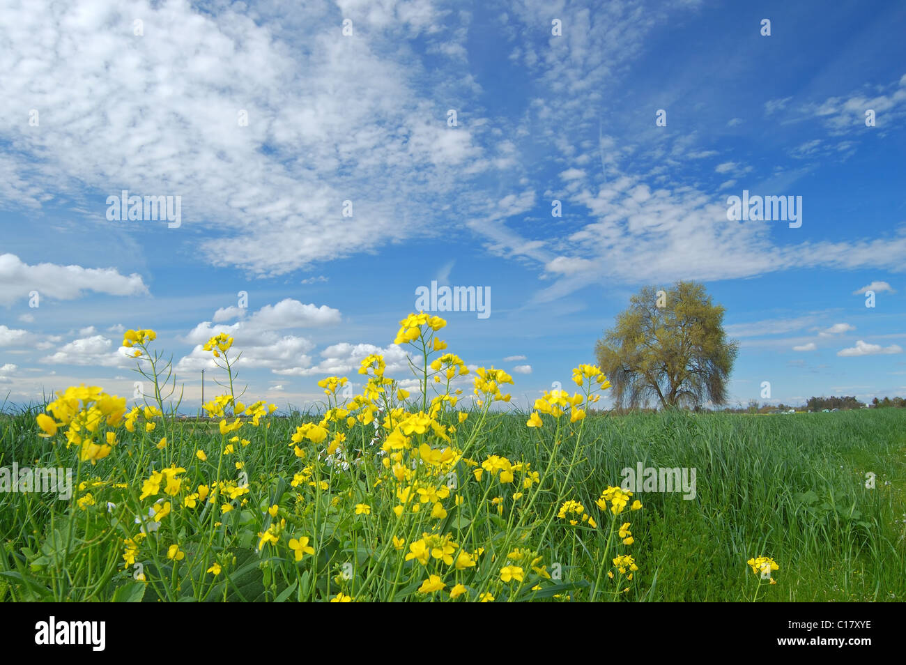 tree in a spring meadow Stock Photo - Alamy