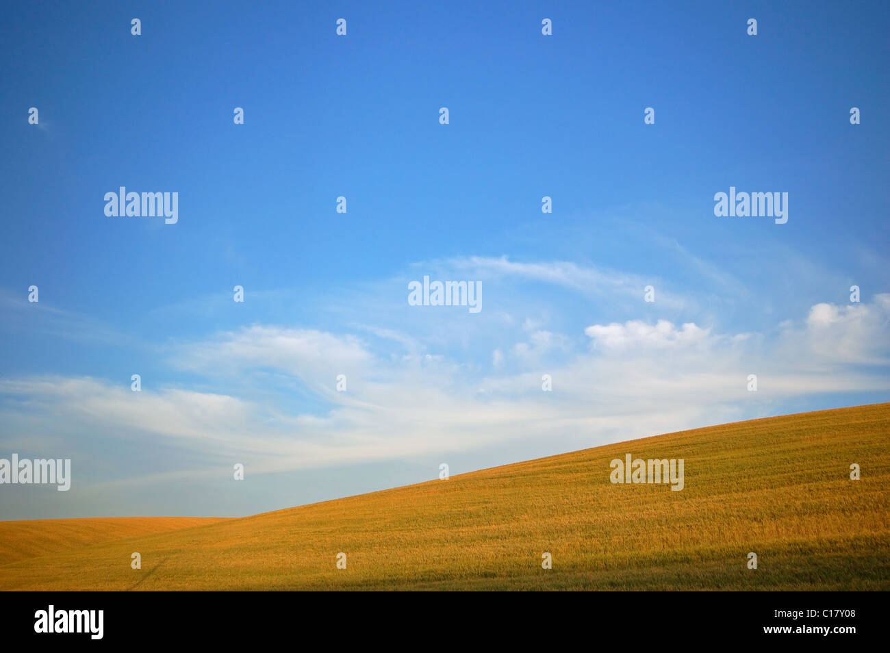 afternoon field in a farming area Stock Photo - Alamy