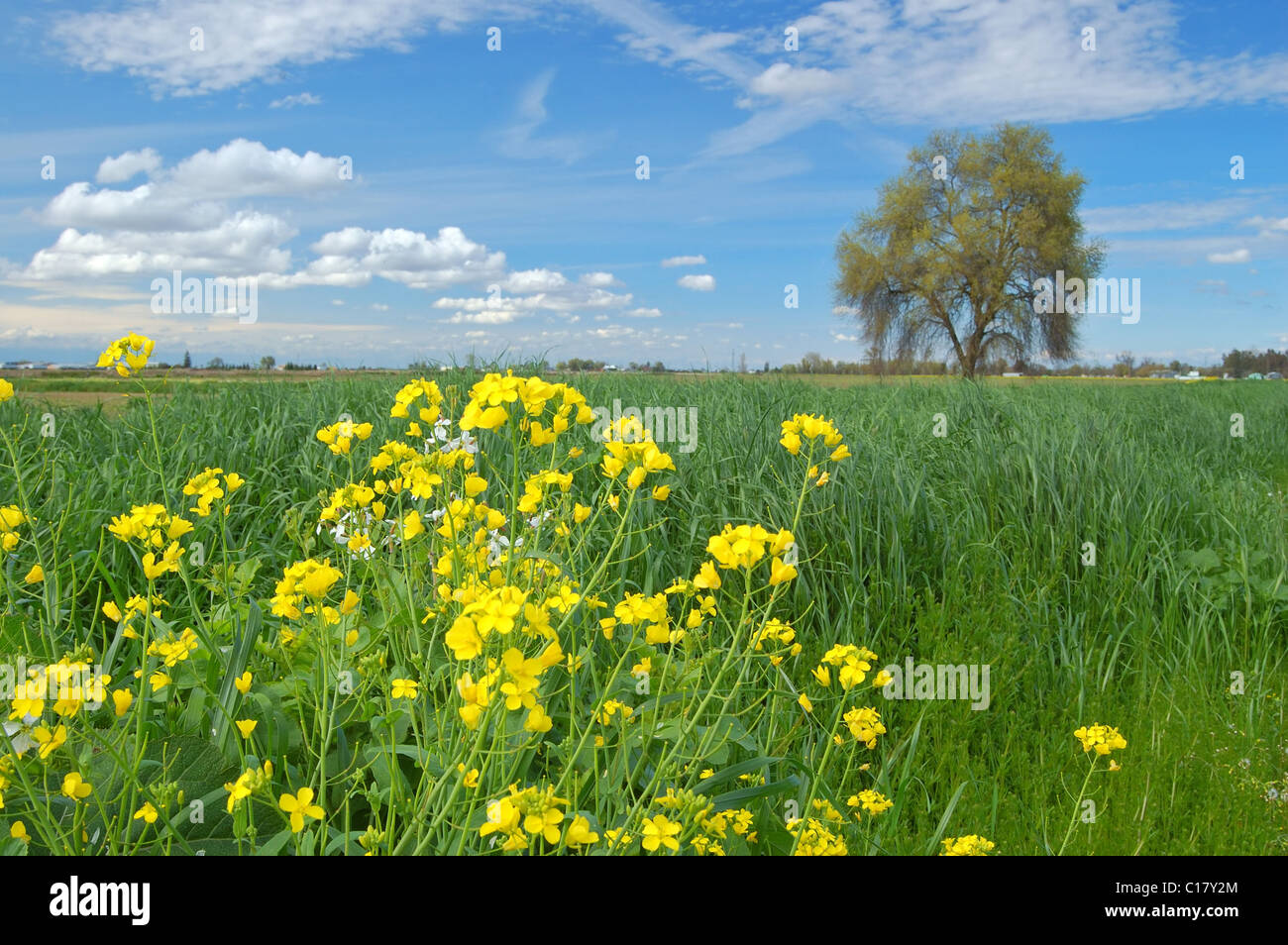 the countryside of northern California in springtime Stock Photo - Alamy