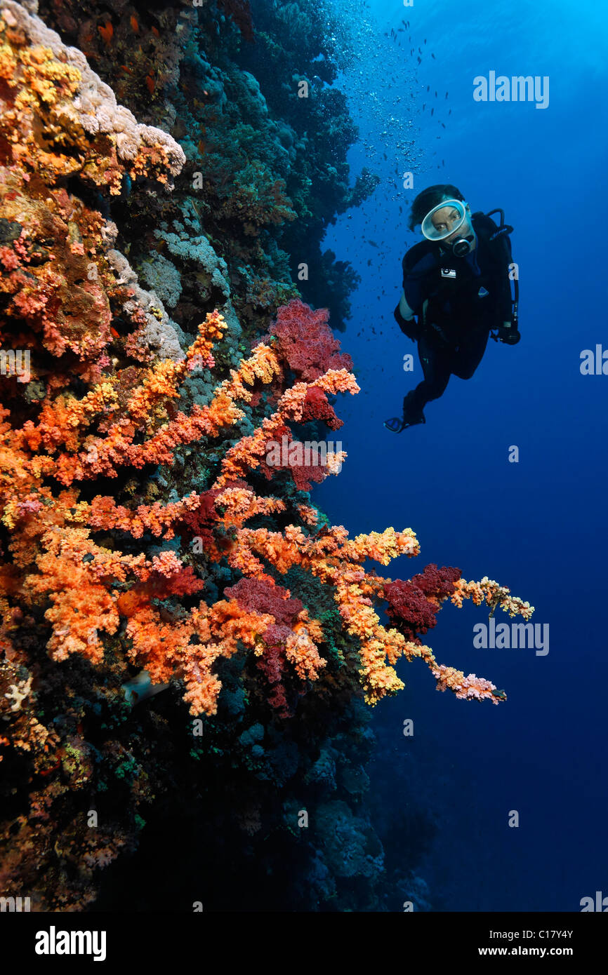 Female scuba diver exploring a coral cliff face with various ...