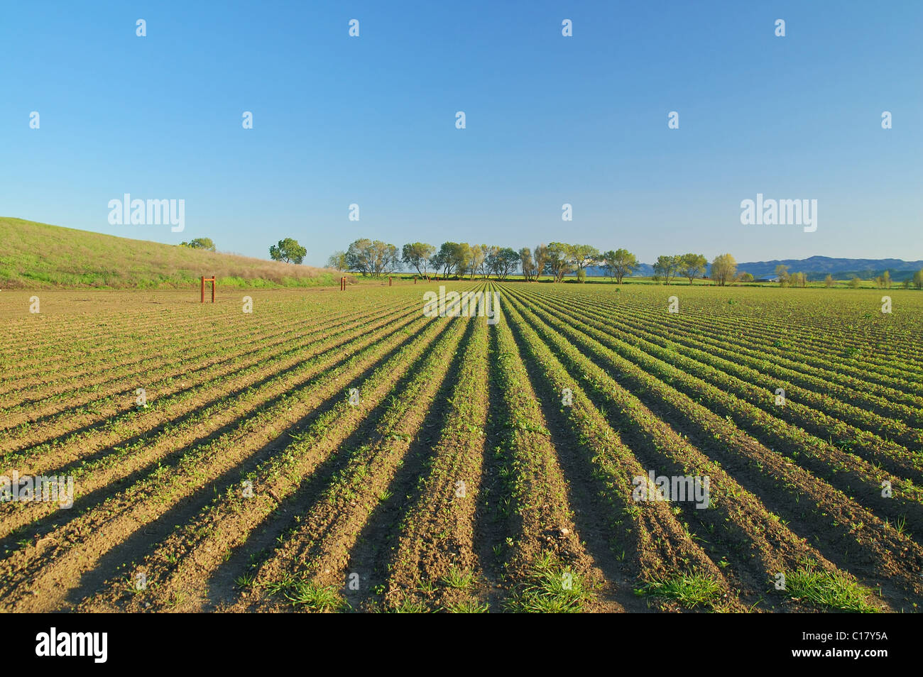 agricultural field in springtime Stock Photo - Alamy