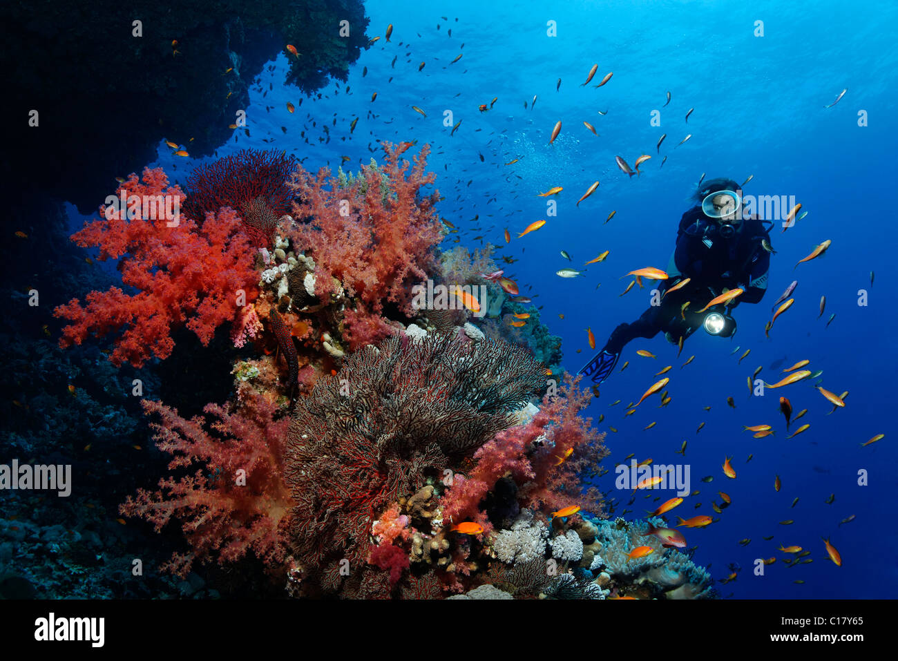 Female scuba diver exploring a coral reef of various magnificent soft ...