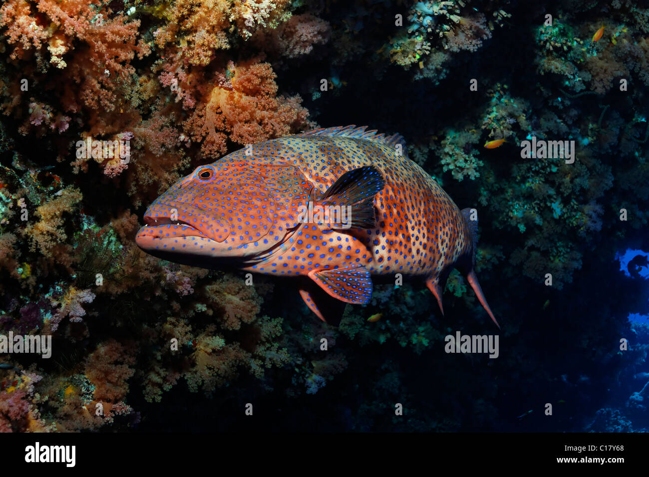 Adult Red Sea Coral Grouper (Plectropomus pessuliferus masrubi) under ...