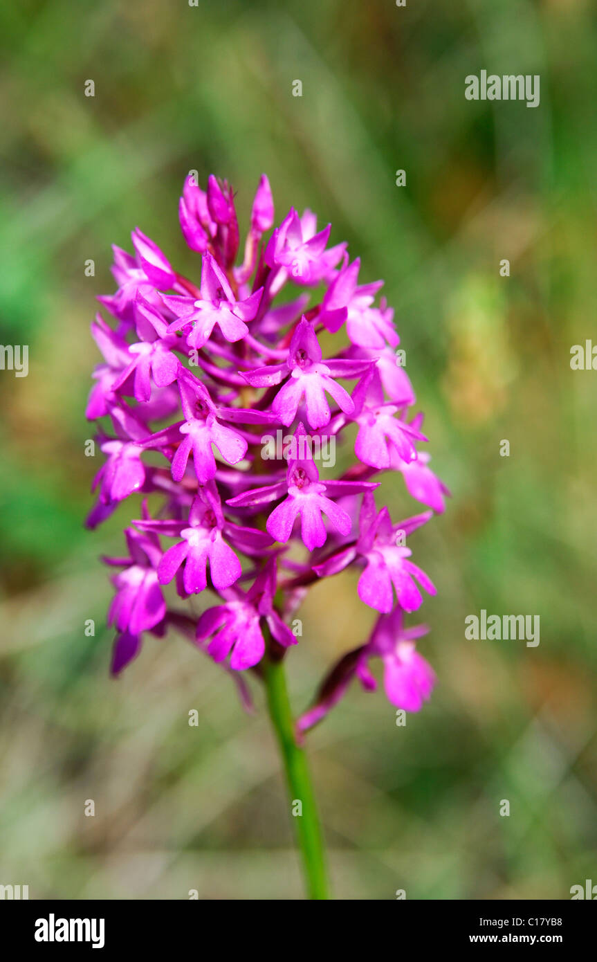Pyramidal Orchid (Anacamptis pyramidalis Stock Photo - Alamy