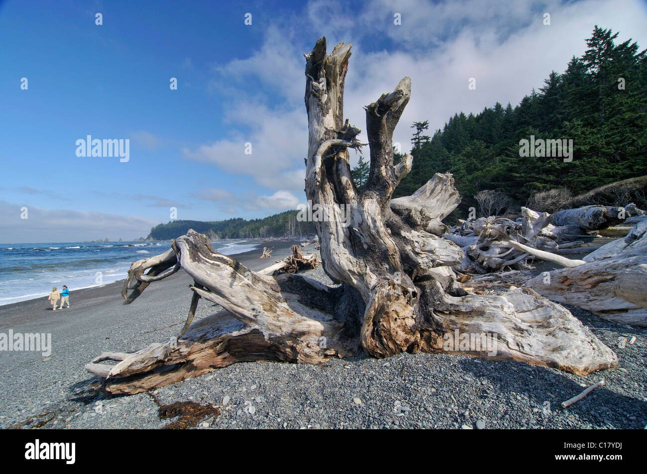 Tree trunks washed up on the beach, Olympic National Park, Washington ...