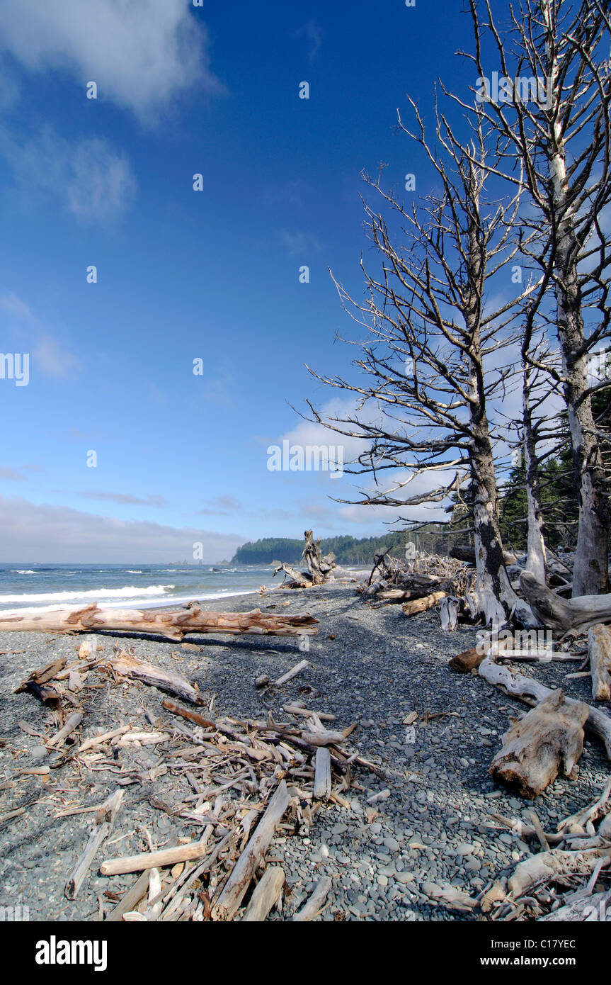 Tree trunks washed up on the beach, Olympic National Park, Washington ...