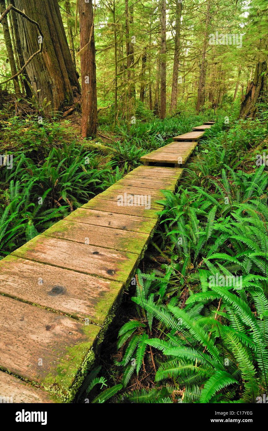 Path made of wooden planks, leading through the rainforest to Sand ...