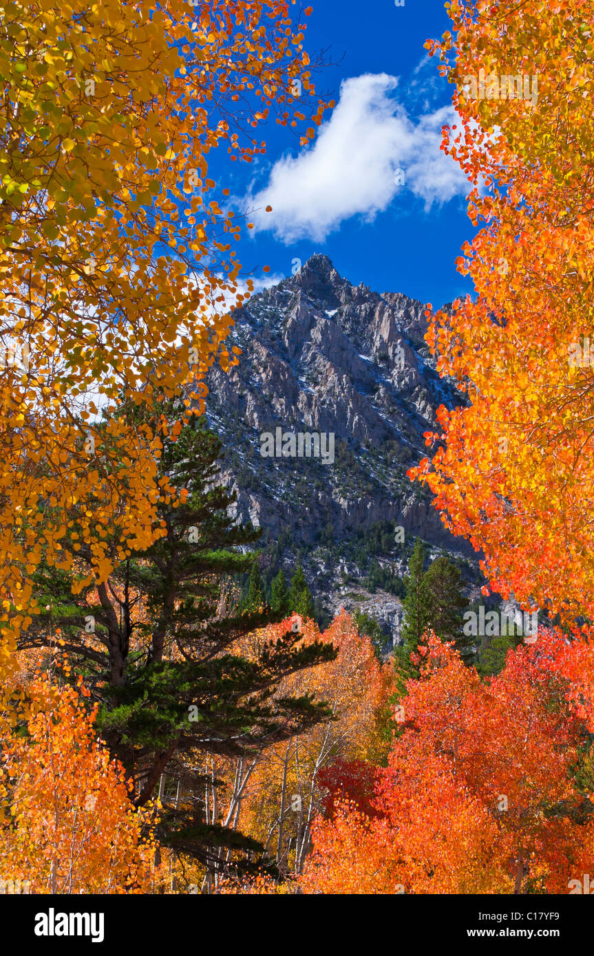 Fall color along Bishop Creek, Inyo National Forest, Sierra Nevada ...
