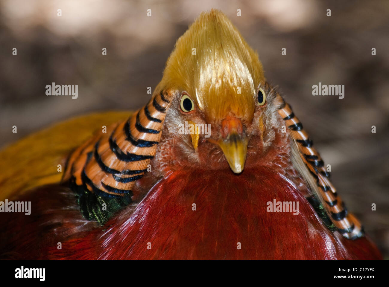 Golden Pheasant Chrysolophus pictus National Zoo Washington DC USA ...