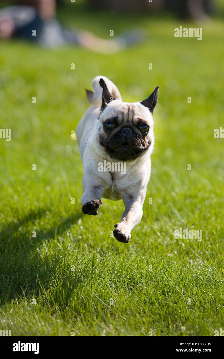Pug running hi-res stock photography and images - Alamy
