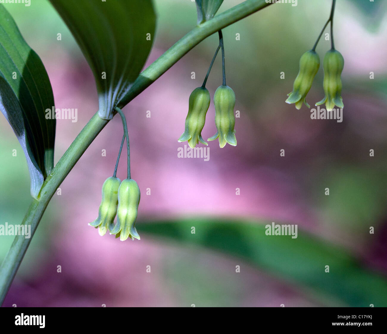 Solomon's Seal (Polygonatum commutatum Stock Photo - Alamy