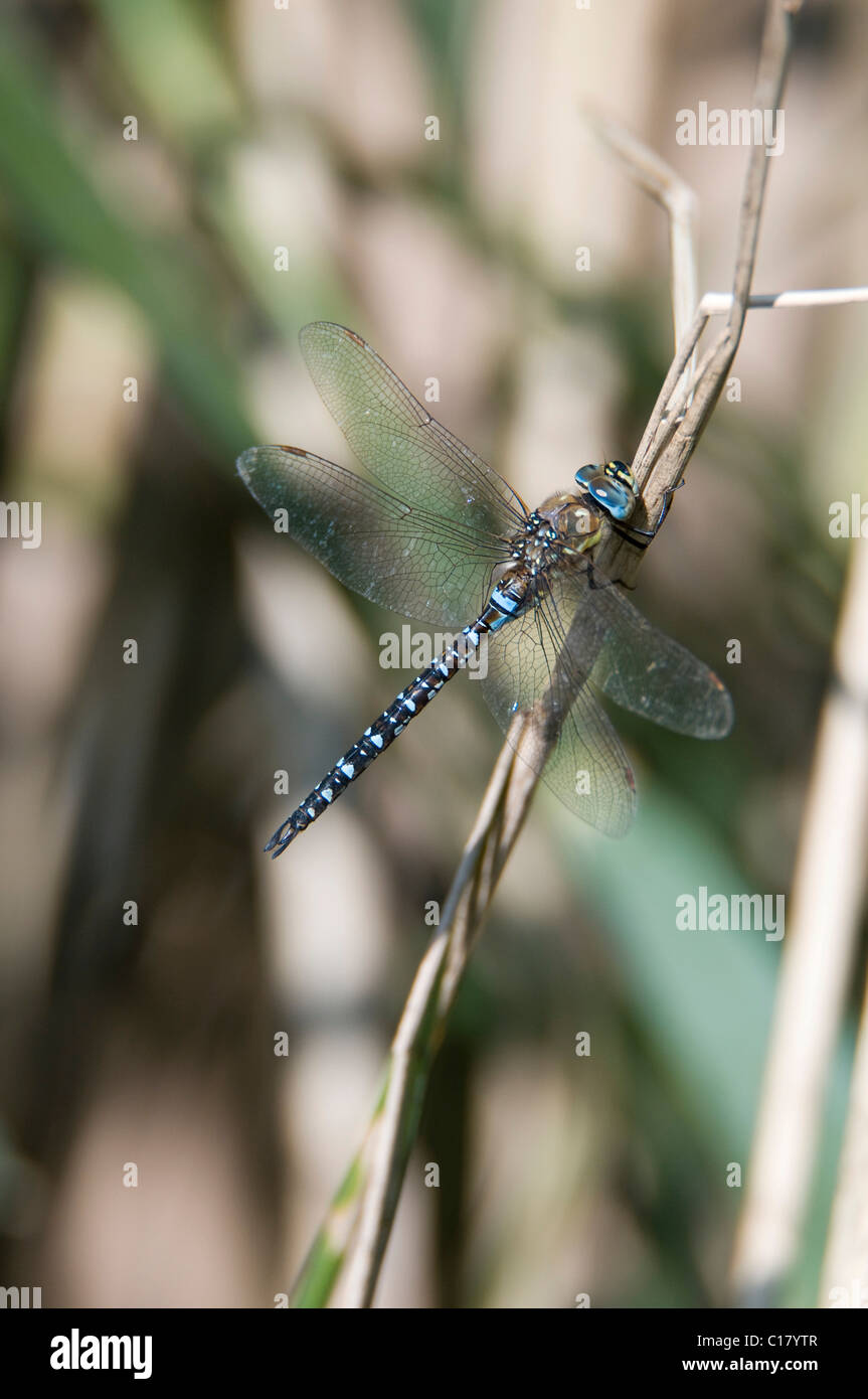 Common Hawker or Sedge Darner (Aeshna juncea Stock Photo - Alamy