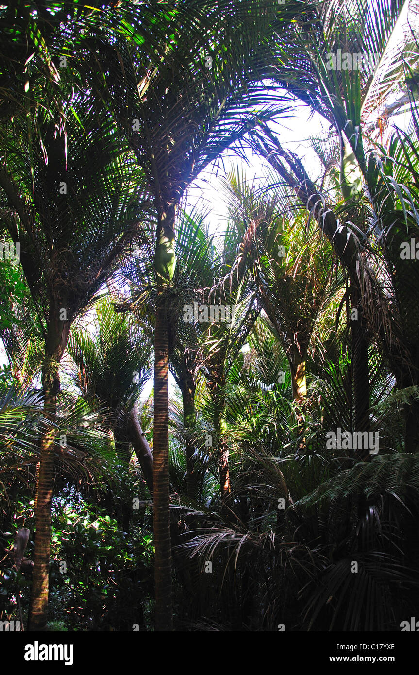 Nikau palm tree hi-res stock photography and images - Alamy