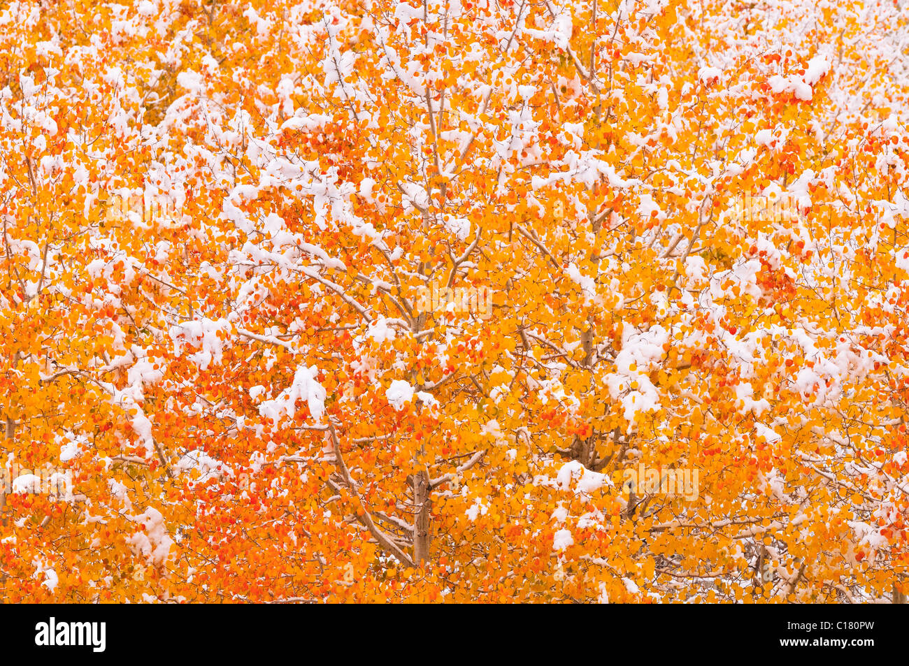 Fresh snow on fall aspens along Bishop Creek, Inyo National Forest ...