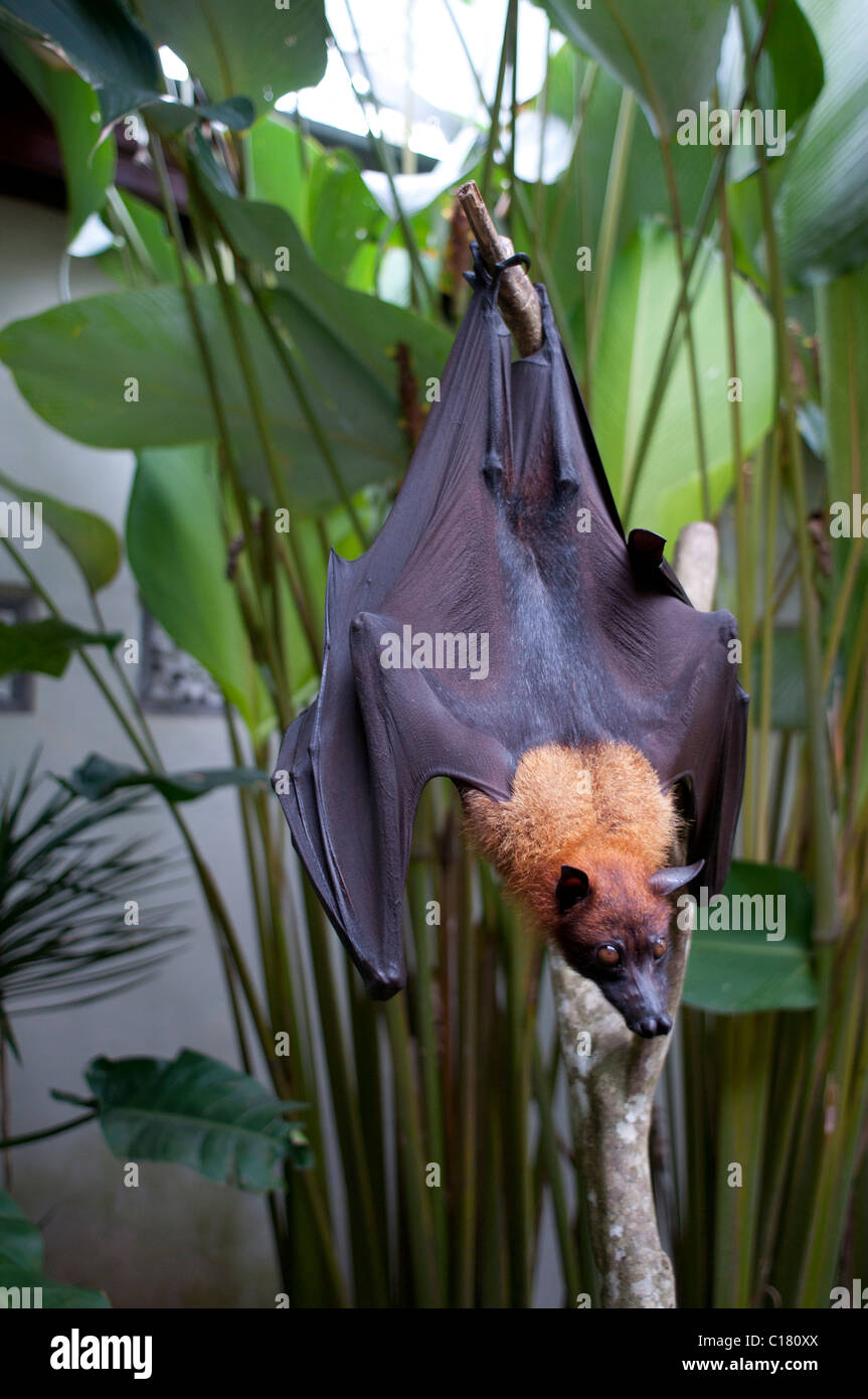 Flying fox indonesia hi-res stock photography and images - Alamy