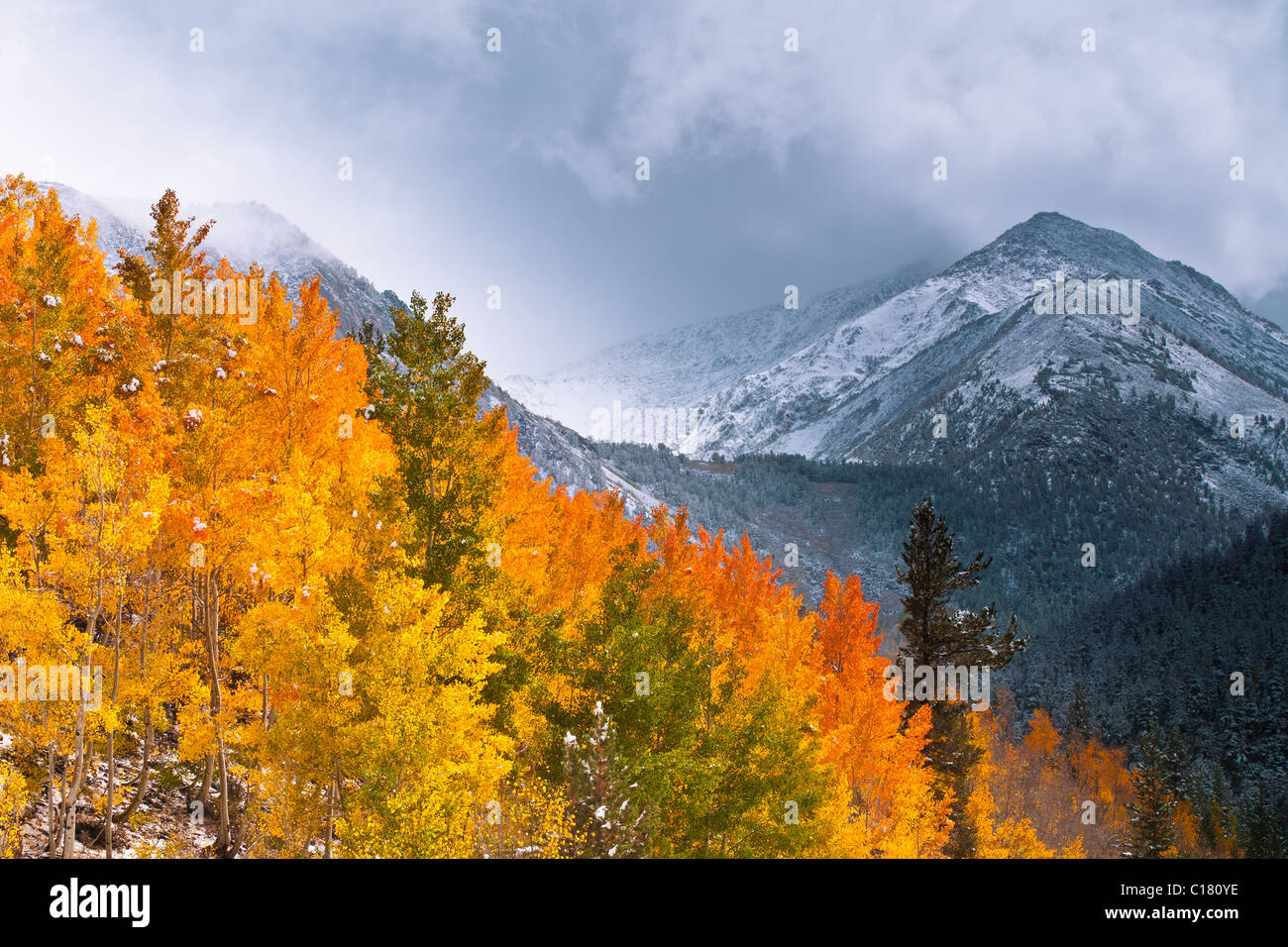 Fall color and early snow at North Lake, Inyo National Forest, Sierra ...