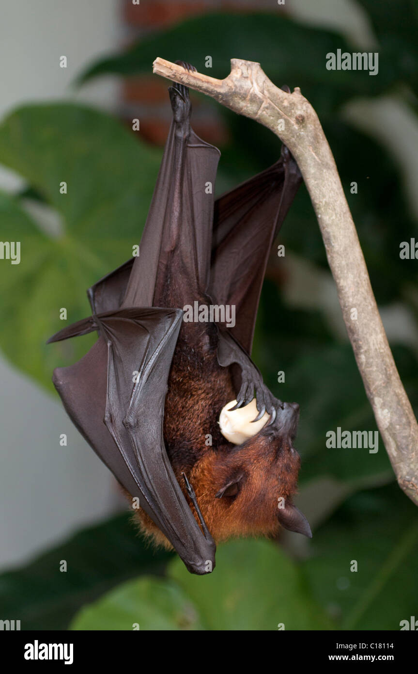 Fruit Bats Bali Indonesian