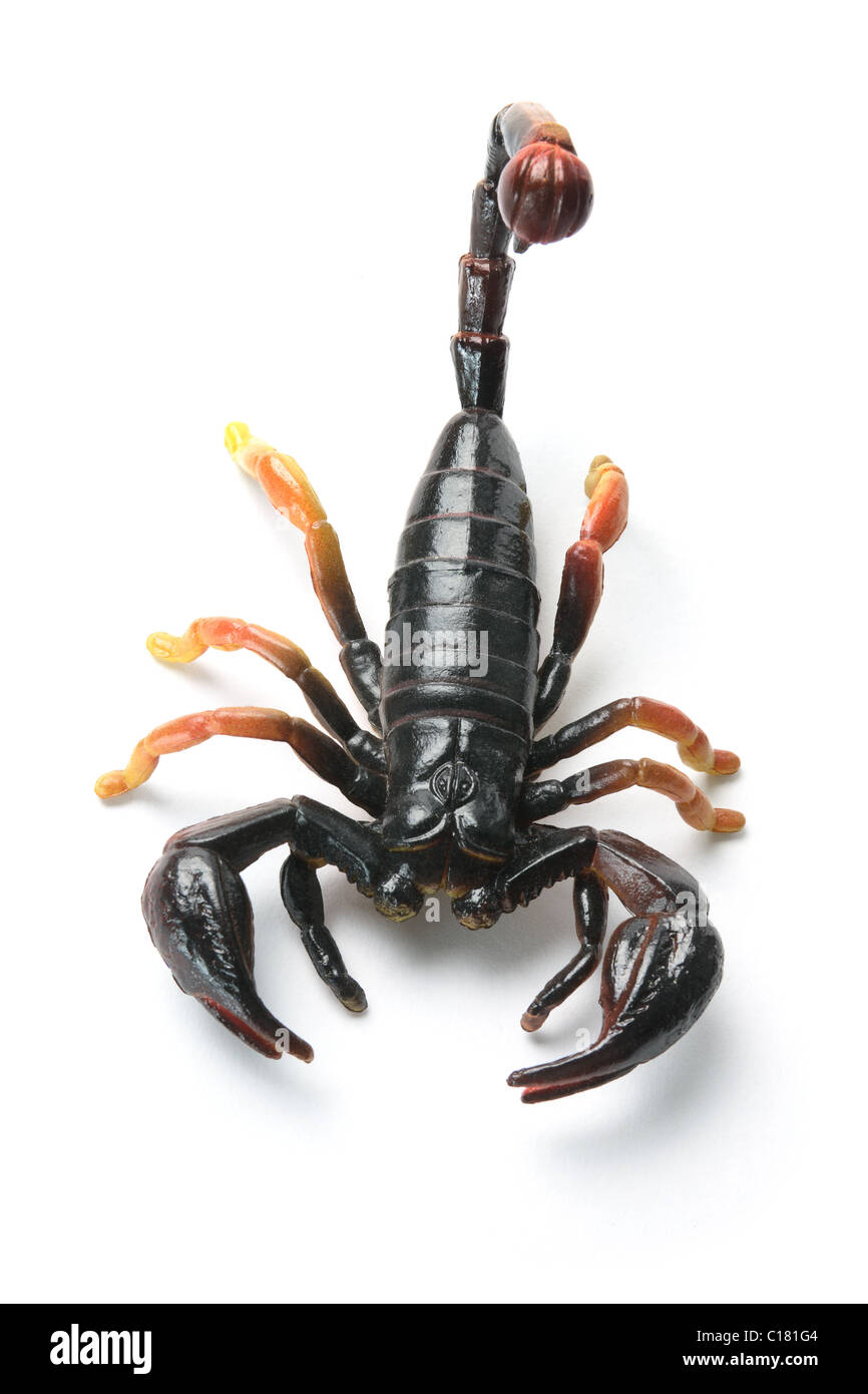 Plastic toy scorpion hi-res stock photography and images - Alamy