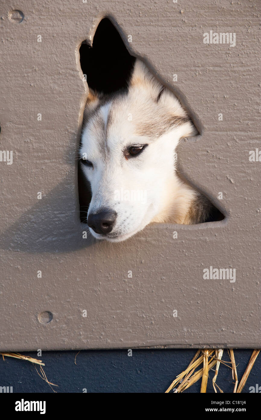 Whitey hi-res stock photography and images - Alamy