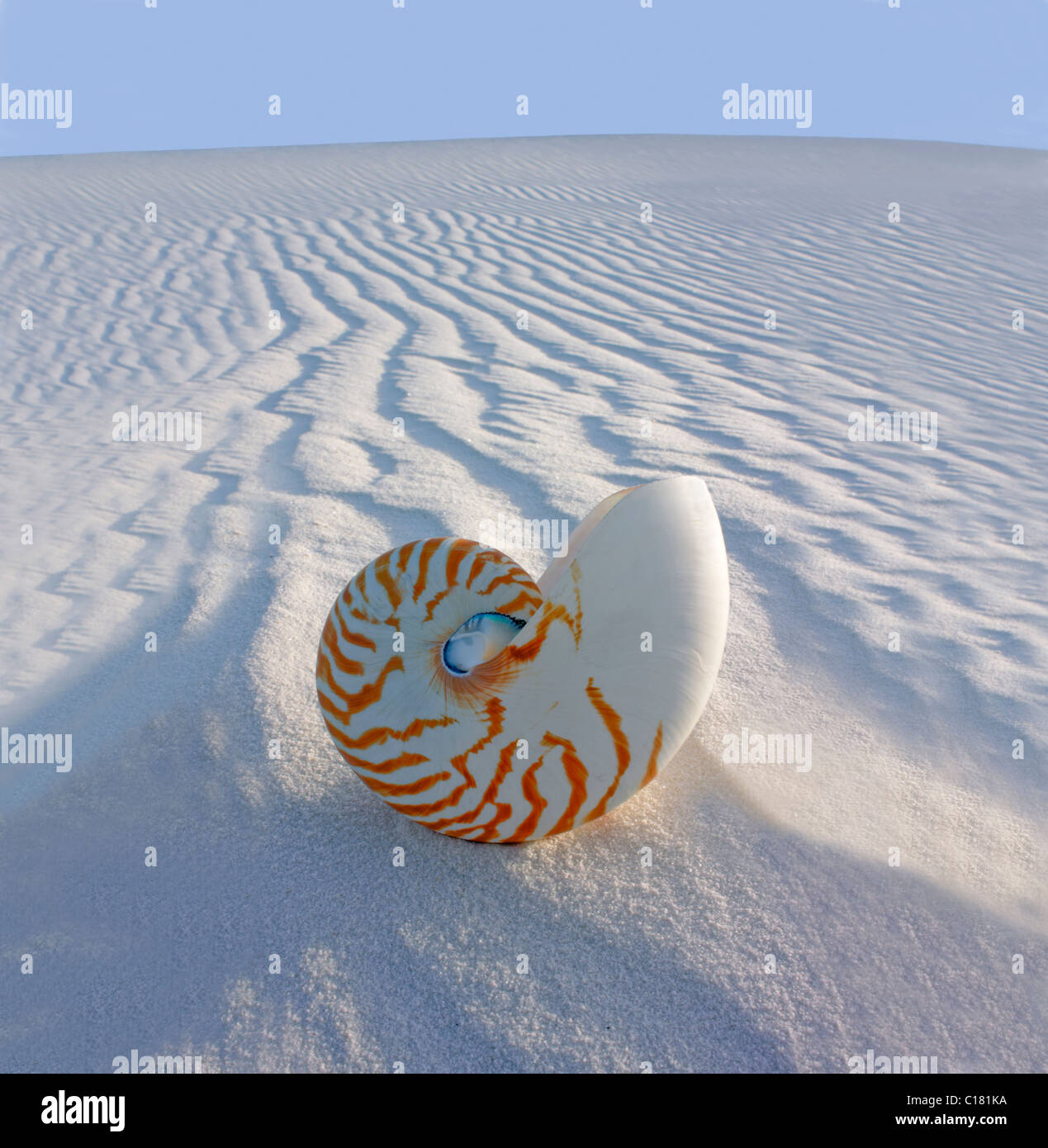 Chambered nautilus hi-res stock photography and images - Alamy