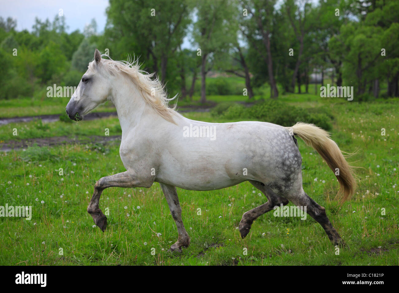 White horse running Stock Photo - Alamy