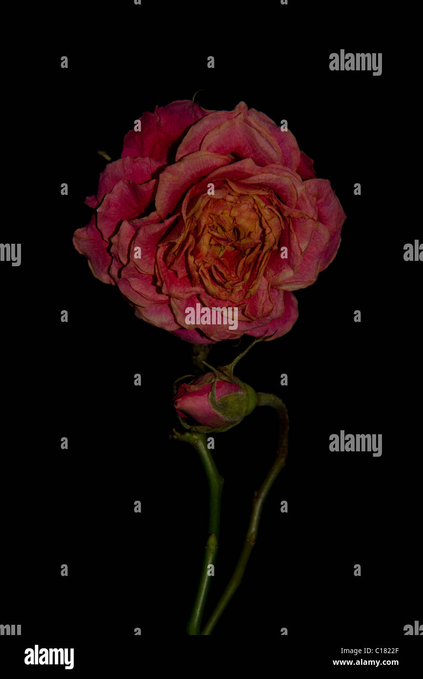 faded rose isolated on black Stock Photo - Alamy