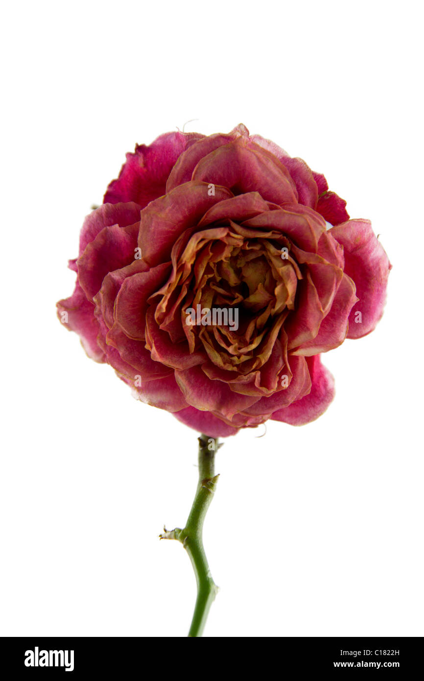 Faded red rose hi-res stock photography and images - Alamy