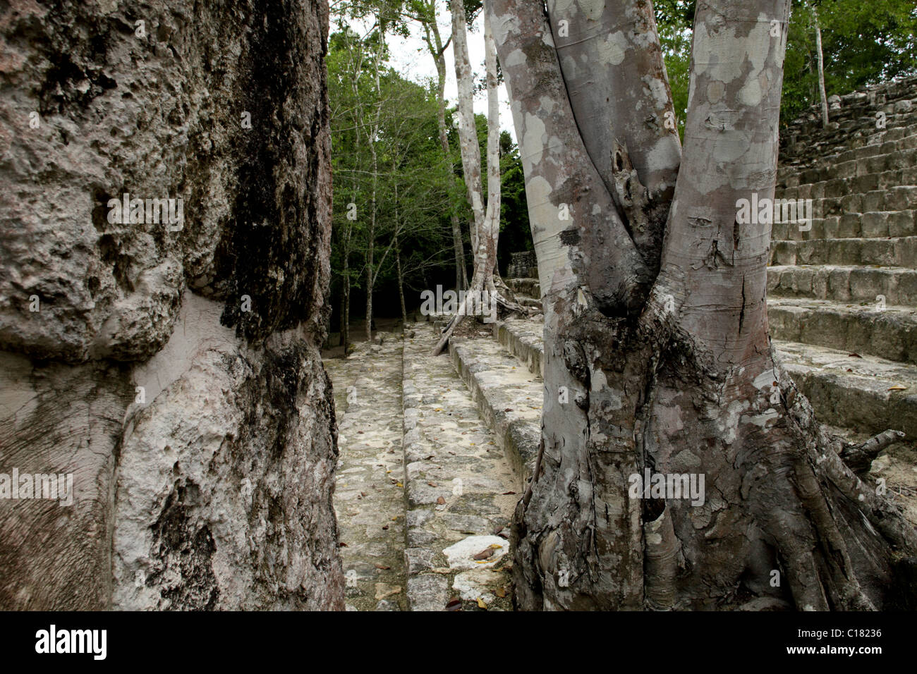 MEXICAN RUINS AT CALAKMUL,YUCATAN, MEXICO Stock Photo - Alamy