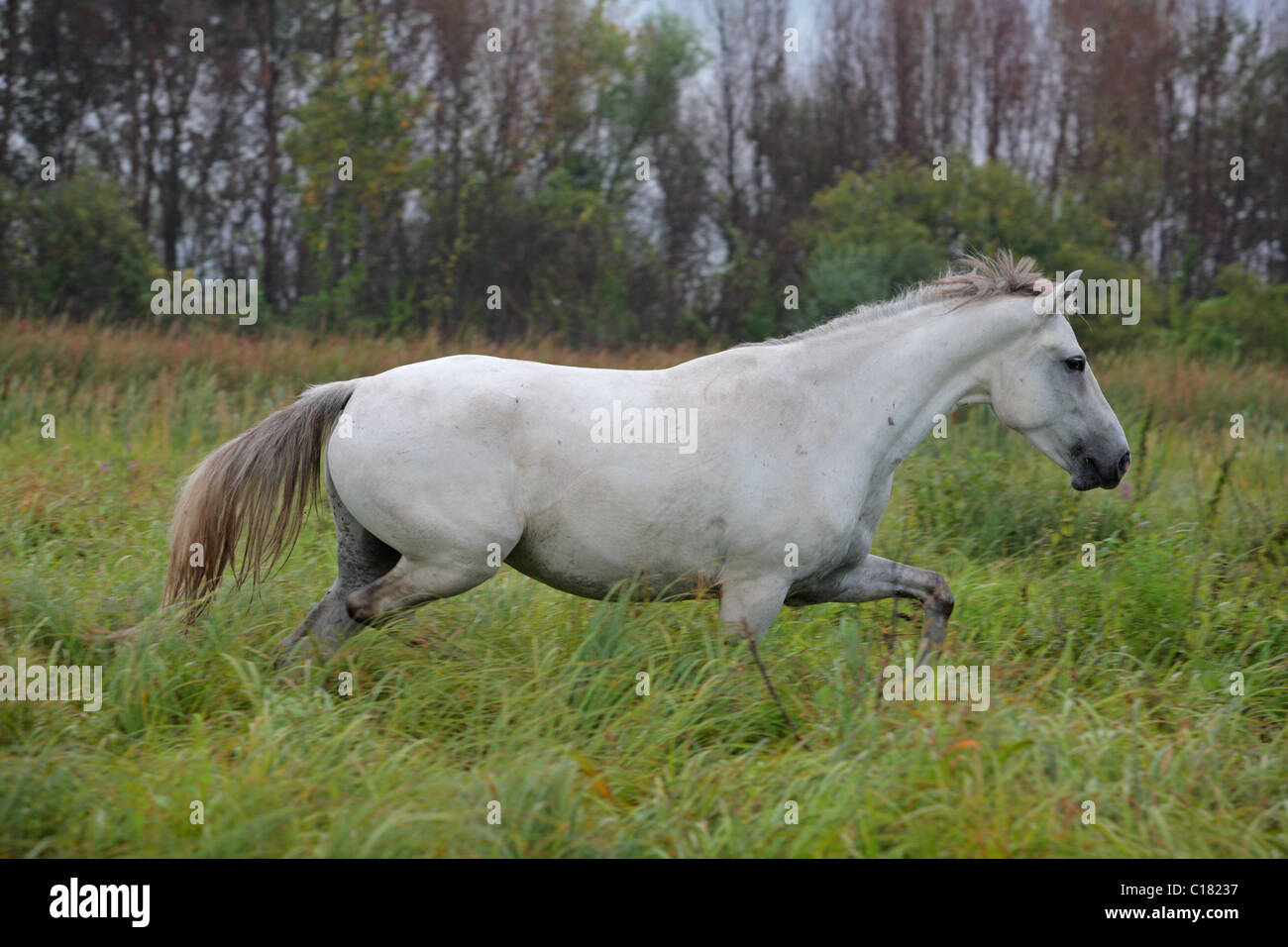 White horse running Stock Photo - Alamy