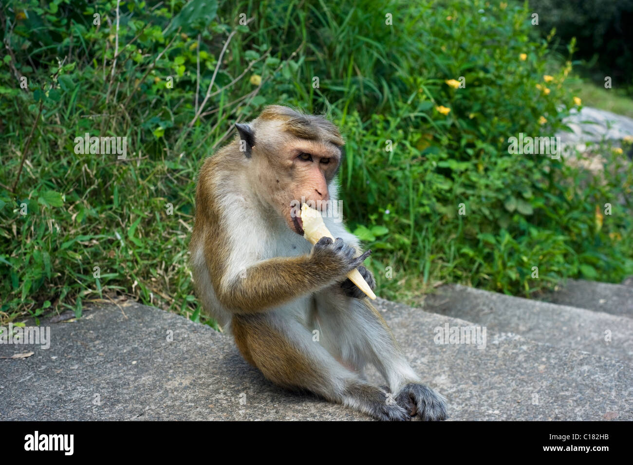 Monkey eating ice-ream Stock Photo - Alamy