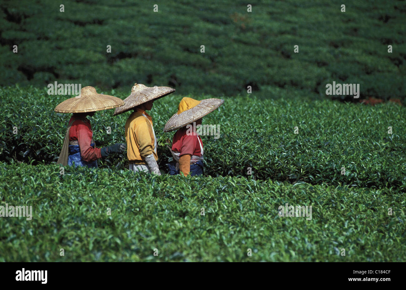 Indonesia tea plantation indonesia tea hi-res stock photography and ...