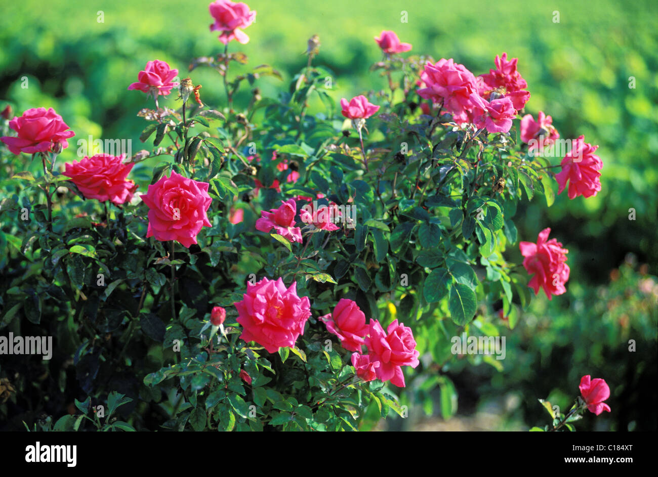 France, Gironde, a rose tree in the vineyard Stock Photo - Alamy